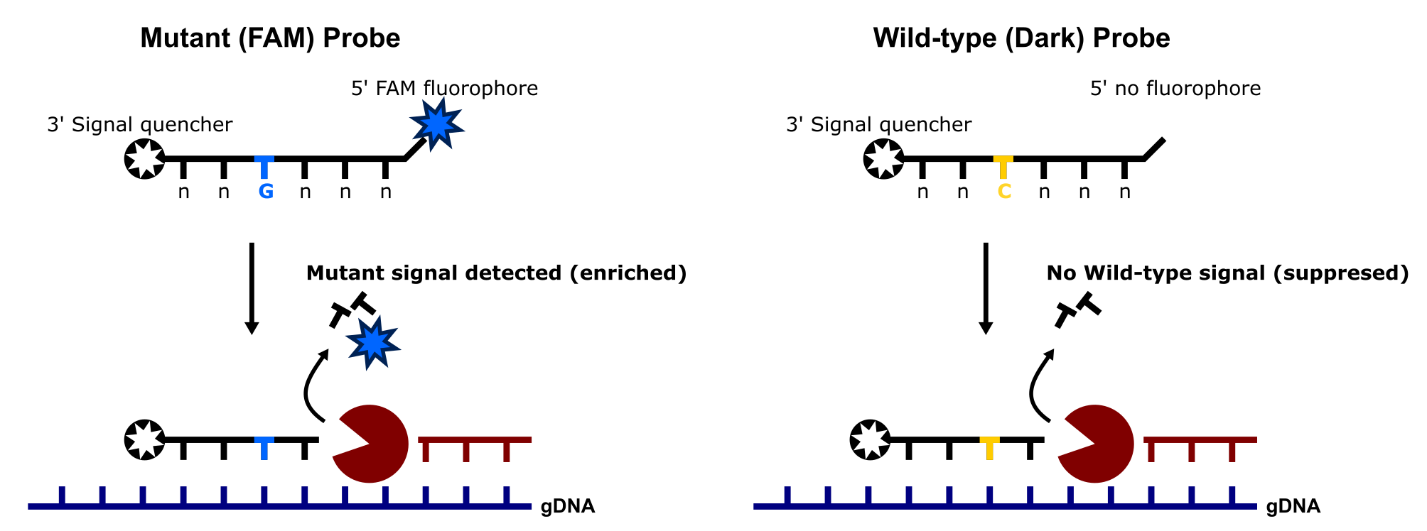 Dark Probes | PCR Method Repository
